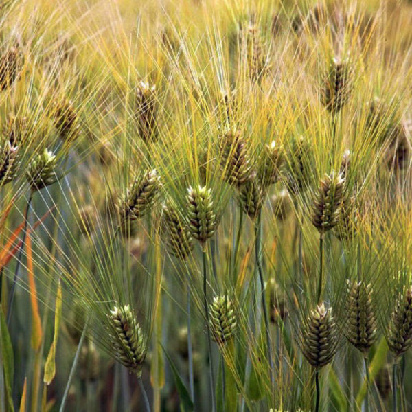 Orzo - orticoltura bio